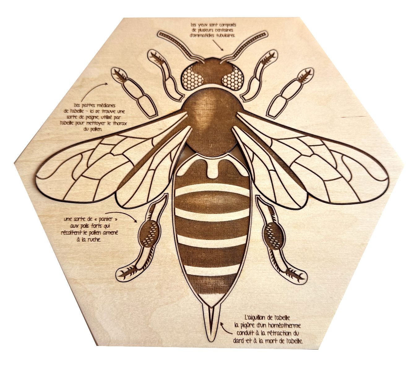 Puzzle pédagogique en bois forme alvéole "Anatomie de l'abeille ...