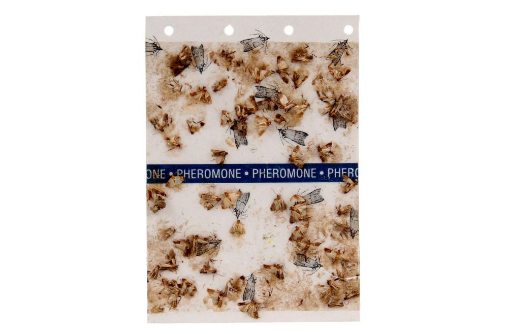 Piège Anti-Fausse Teigne Subito – À Phéromone – Lot de 3 | Naturapi ...