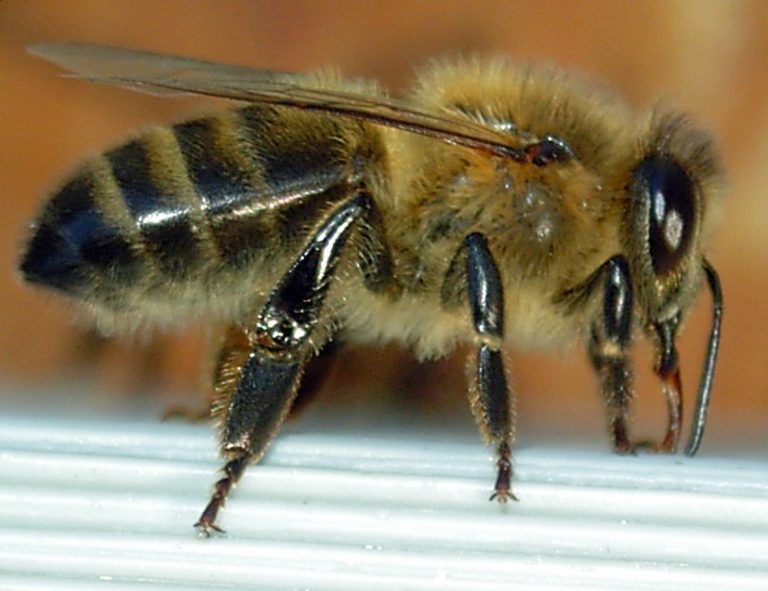 La préservation de l'Apis mellifera mellifera - Naturapi Blog