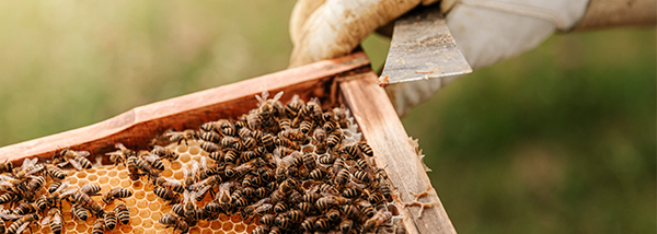 Pourquoi renouveler les cadres de ruche ? - Naturapi Blog