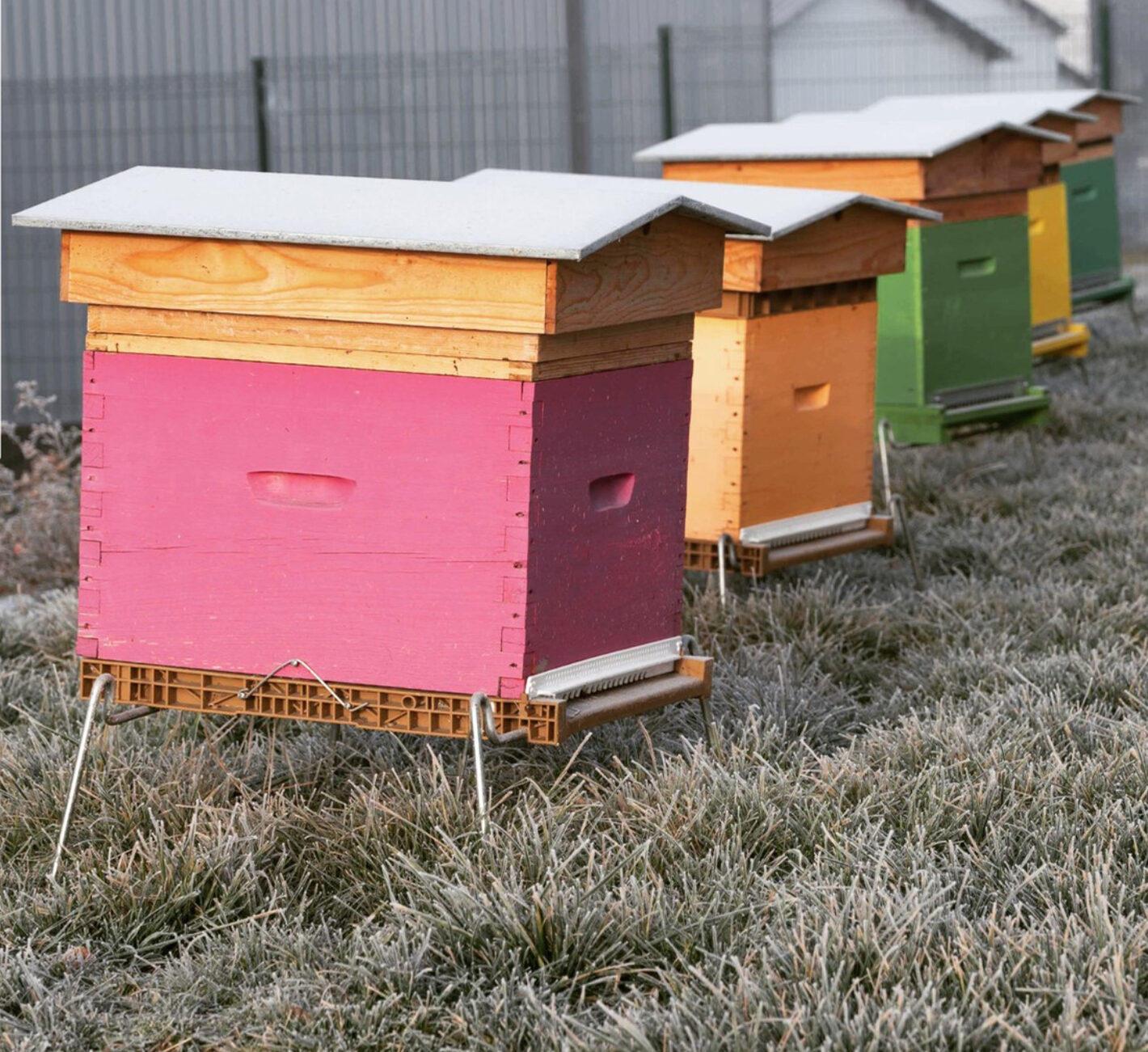 Pourquoi et comment peindre les ruches ? - Naturapi Blog