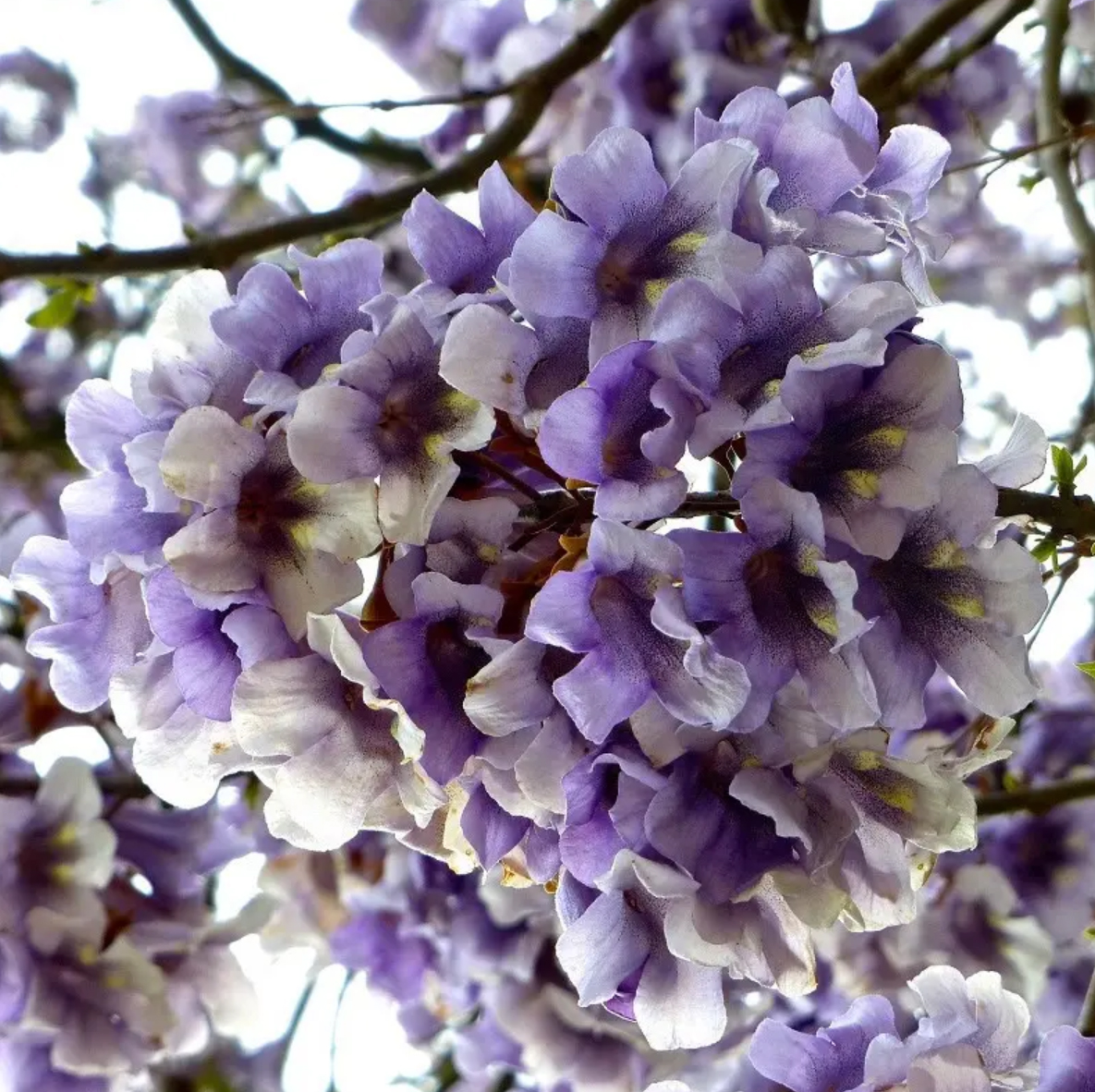 Qu’est-ce que le Paulownia ? - Naturapi Blog