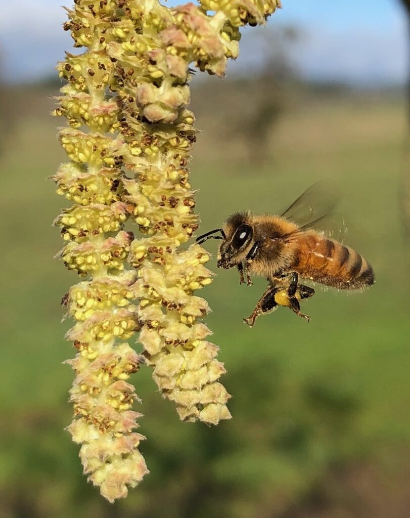 Zoom sur le pollen de noisetier - Naturapi Blog