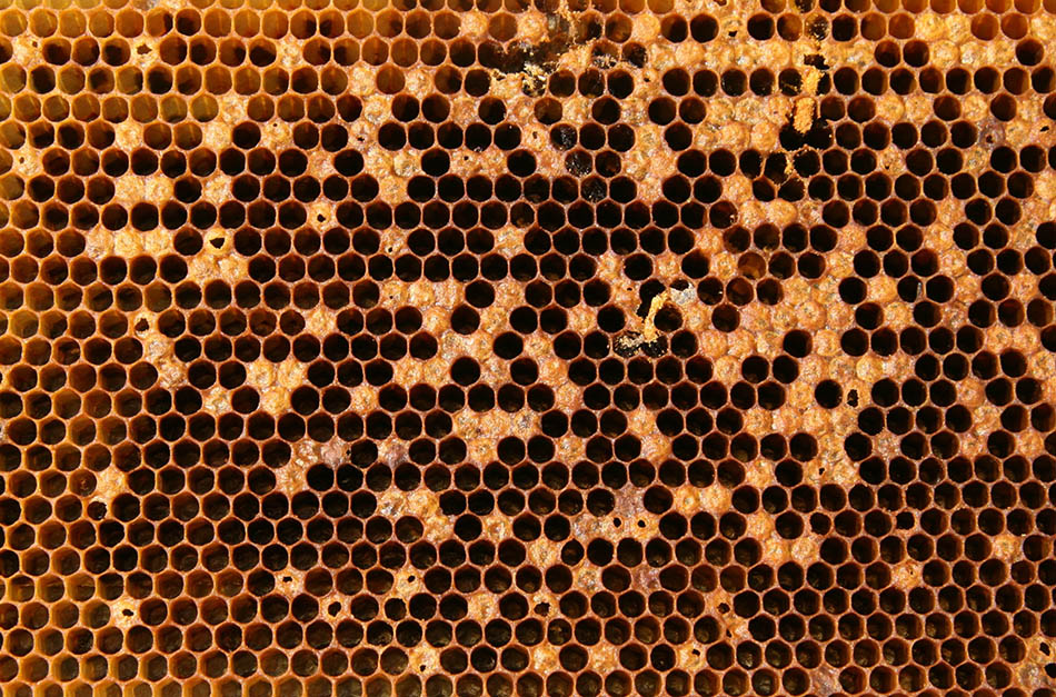 Contrôler le couvain d'abeilles - Naturapi Blog