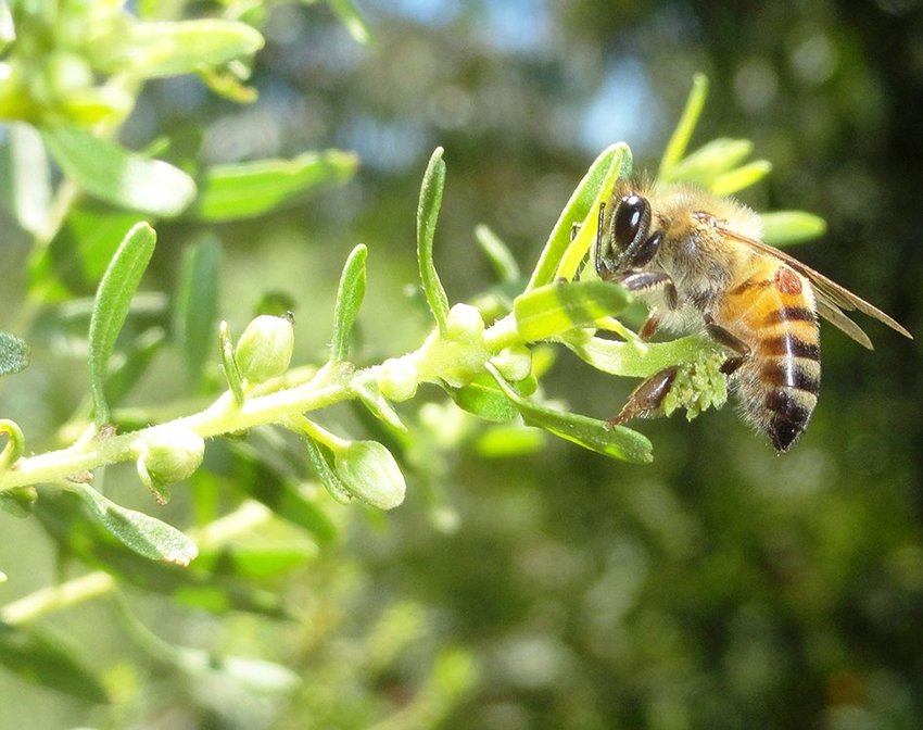 Les bienfaits de la propolis verte - Naturapi Blog