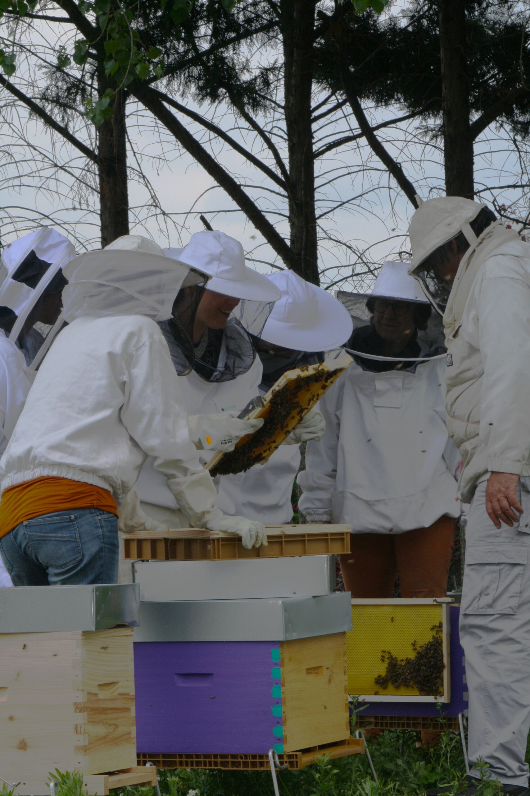 Stages d’Apiculture : s'initier avec Naturapi - Naturapi Blog