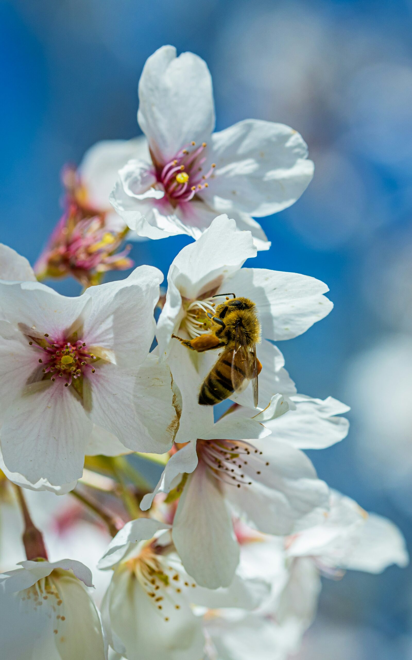 Fleurs mellifères : Quelles fleurs semer pour les abeilles ? - Naturapi ...