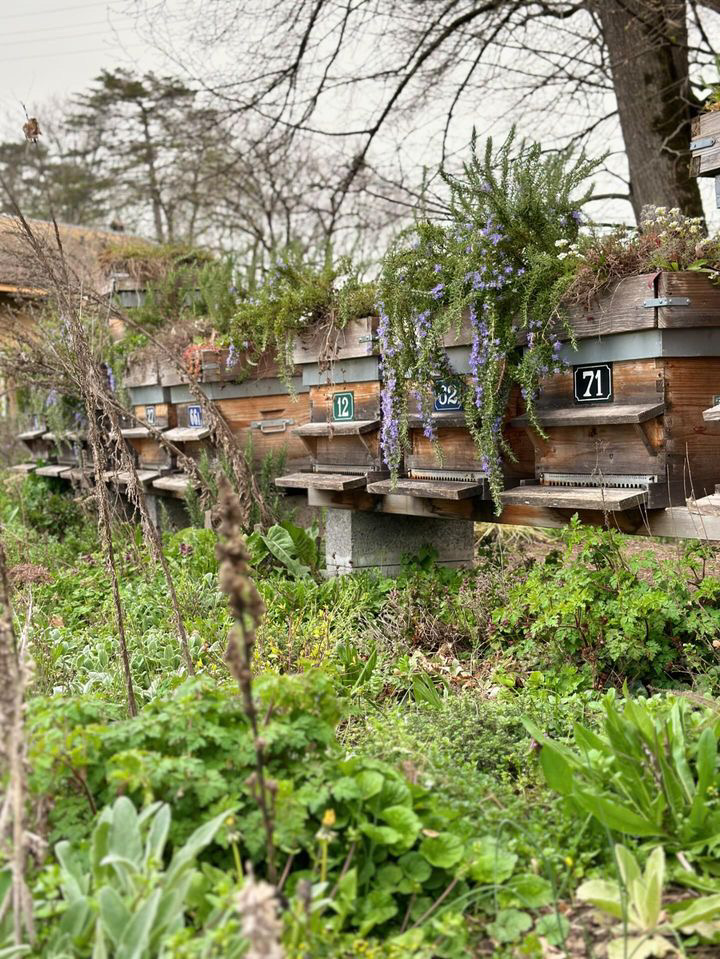 Toit de ruche végétalisé : un jardin suspendu pour abeilles - Naturapi Blog