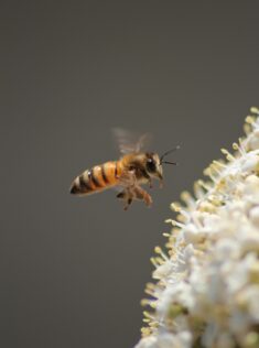 La Ruche Warré : fonctionnement et avantages - Naturapi Blog